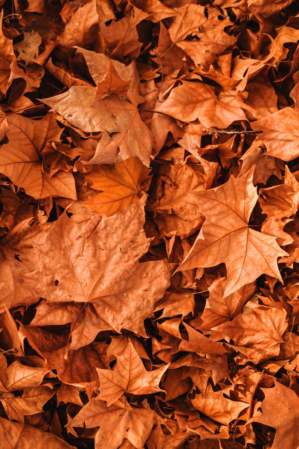 Town Hall Autumn Hours | Henrietta NY
